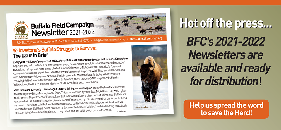 Buffalo Field Campaign: Working to Stop the Yellowstone Bison Slaughter