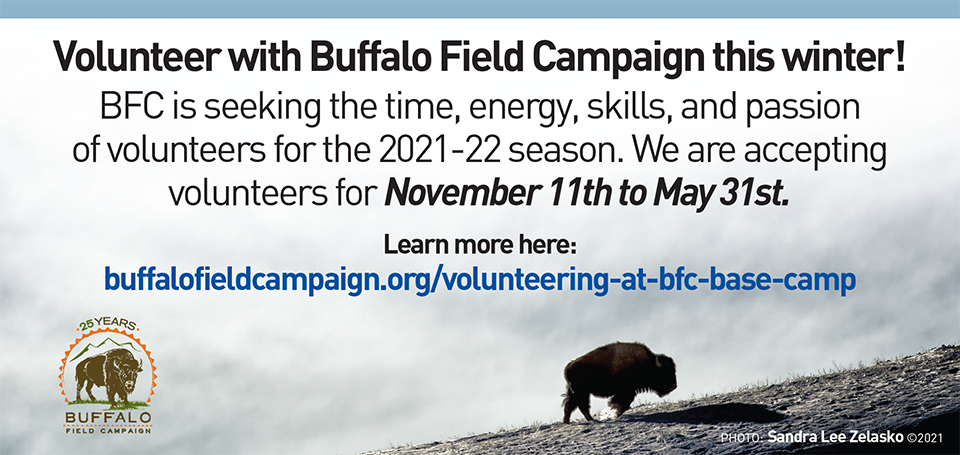 Buffalo Field Campaign: Working to Stop the Yellowstone Bison Slaughter