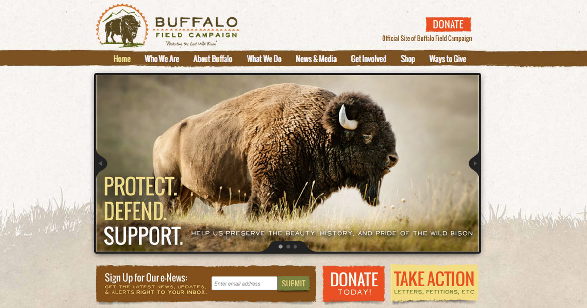 Buffalo Field Campaign: Working to Stop the Yellowstone Bison Slaughter