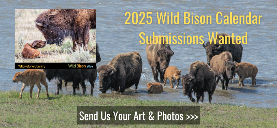 Buffalo Field Campaign: Working to Stop the Yellowstone Bison Slaughter