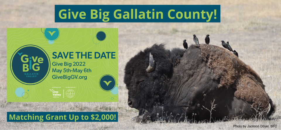 Buffalo Field Campaign: Working to Stop the Yellowstone Bison Slaughter