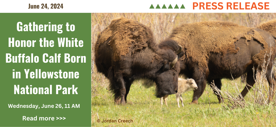 Buffalo Field Campaign: Working to Stop the Yellowstone Bison Slaughter