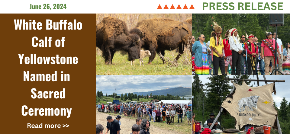Buffalo Field Campaign: Working to Stop the Yellowstone Bison Slaughter