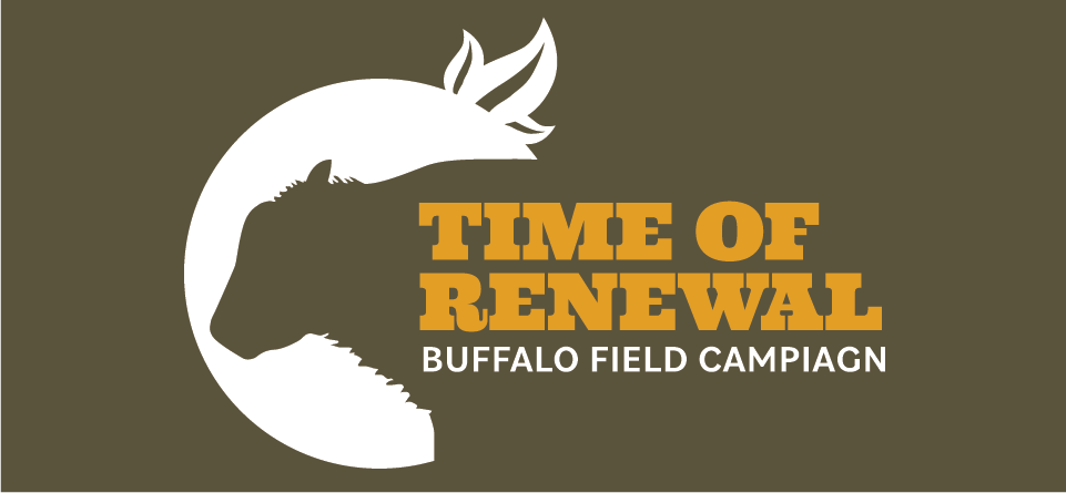 Buffalo Field Campaign: Working to Stop the Yellowstone Bison Slaughter