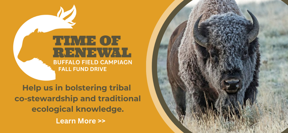 Buffalo Field Campaign: Working to Stop the Yellowstone Bison Slaughter