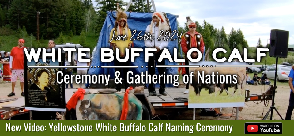 Buffalo Field Campaign: Working to Stop the Yellowstone Bison Slaughter